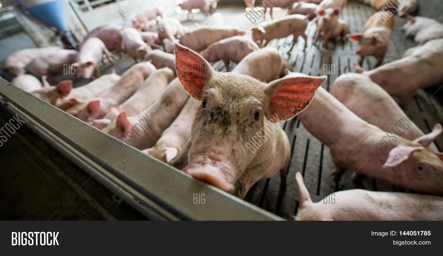Pig Pig Sty On Arganic Image & Photo (Free Trial) | Bigstock