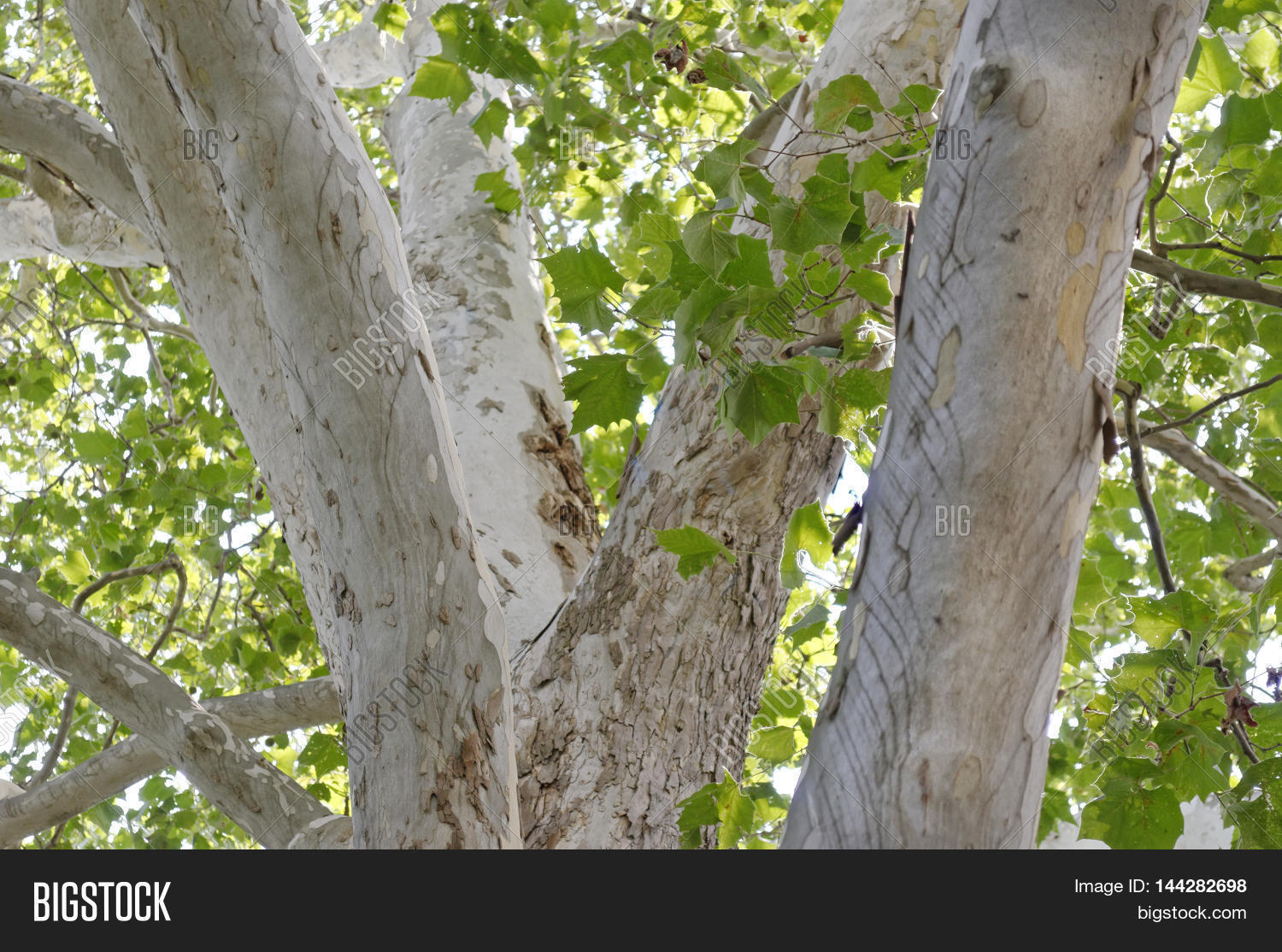 Beautiful American Image & Photo (Free Trial) | Bigstock