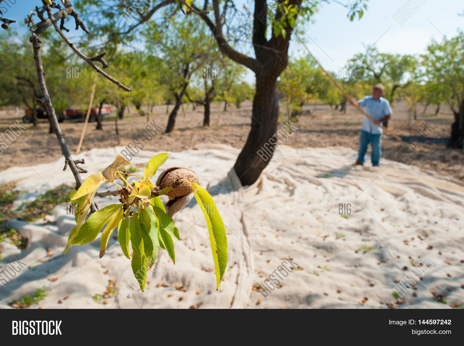 Almond Harvest Time Image & Photo (Free Trial) | Bigstock