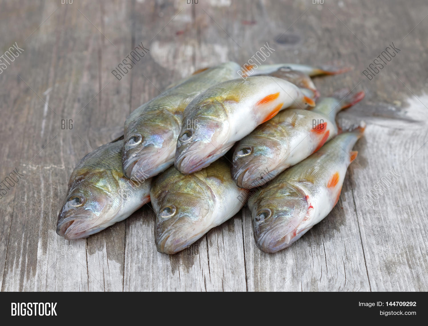 Some Newly Catched Image & Photo (Free Trial) | Bigstock