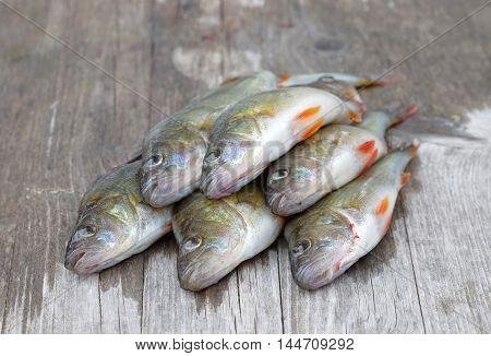 Some Newly Catched Image & Photo (Free Trial) | Bigstock