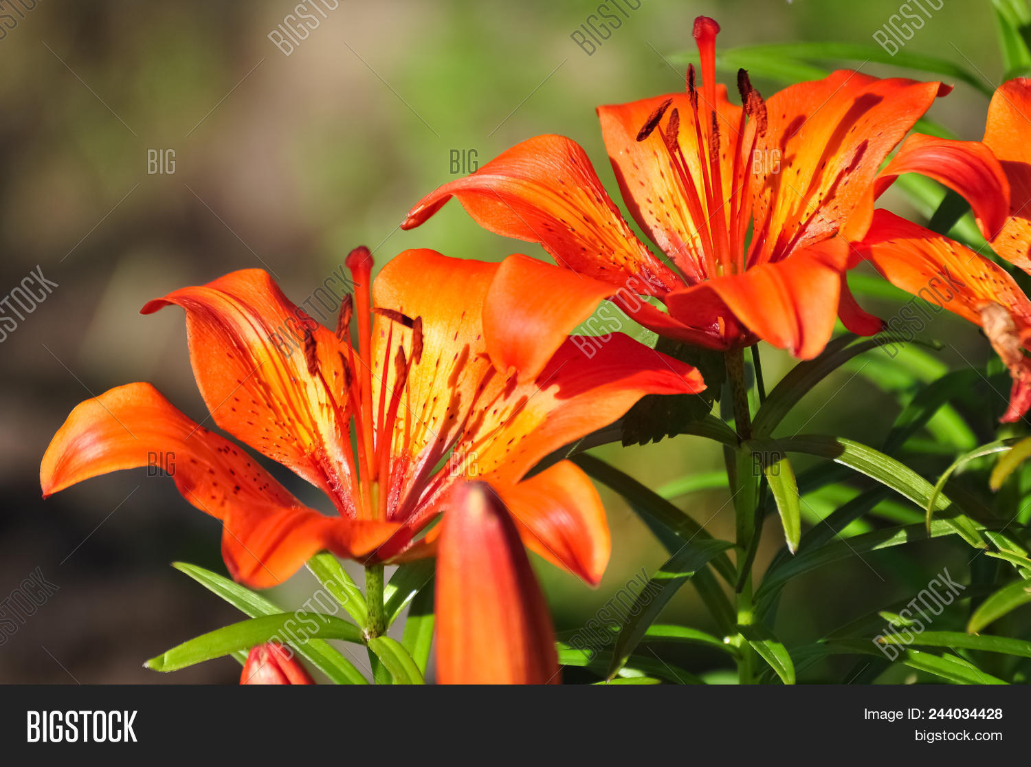 Red Lilly Flowers Image & Photo (Free Trial) | Bigstock