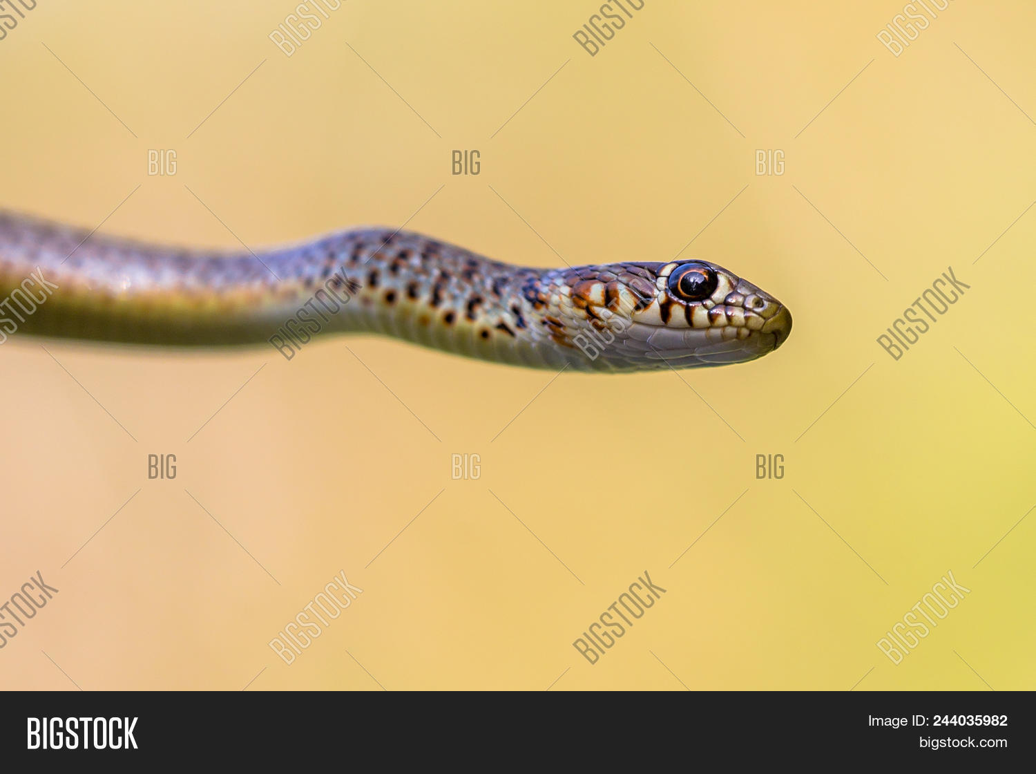 Large Whip Snake ( Image & Photo (Free Trial) | Bigstock