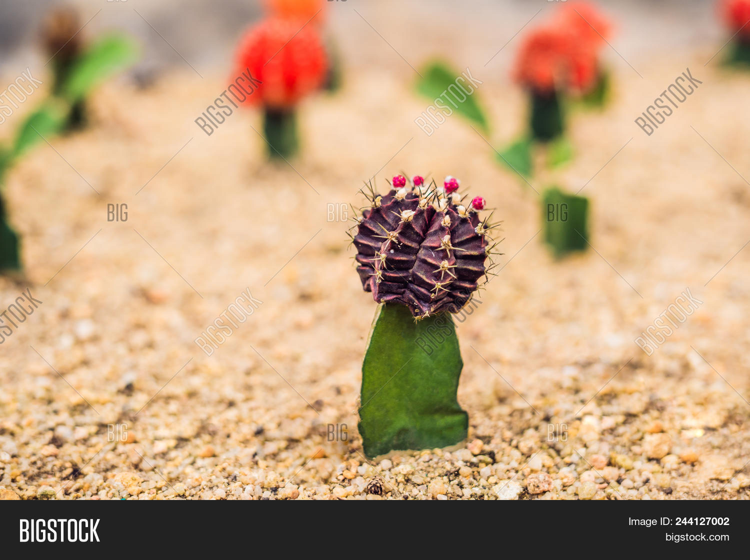 Moon Cactus Image & Photo (Free Trial) | Bigstock