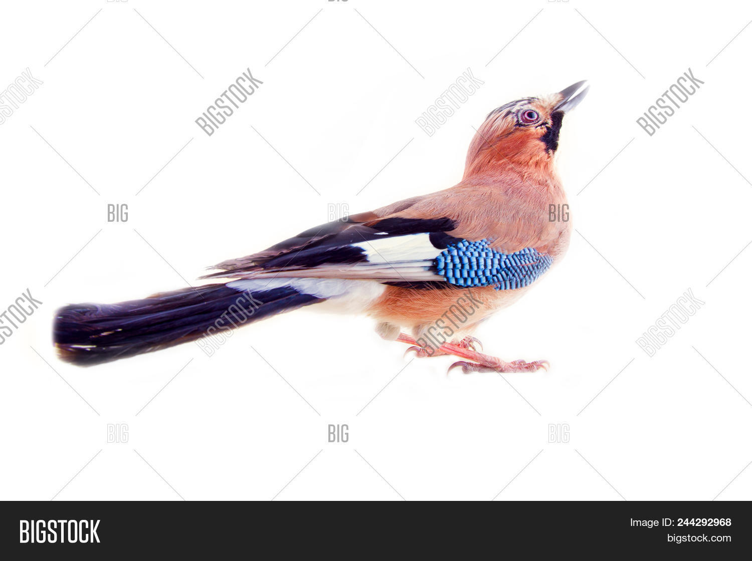 Common Jay (garrulus Image & Photo (Free Trial) | Bigstock