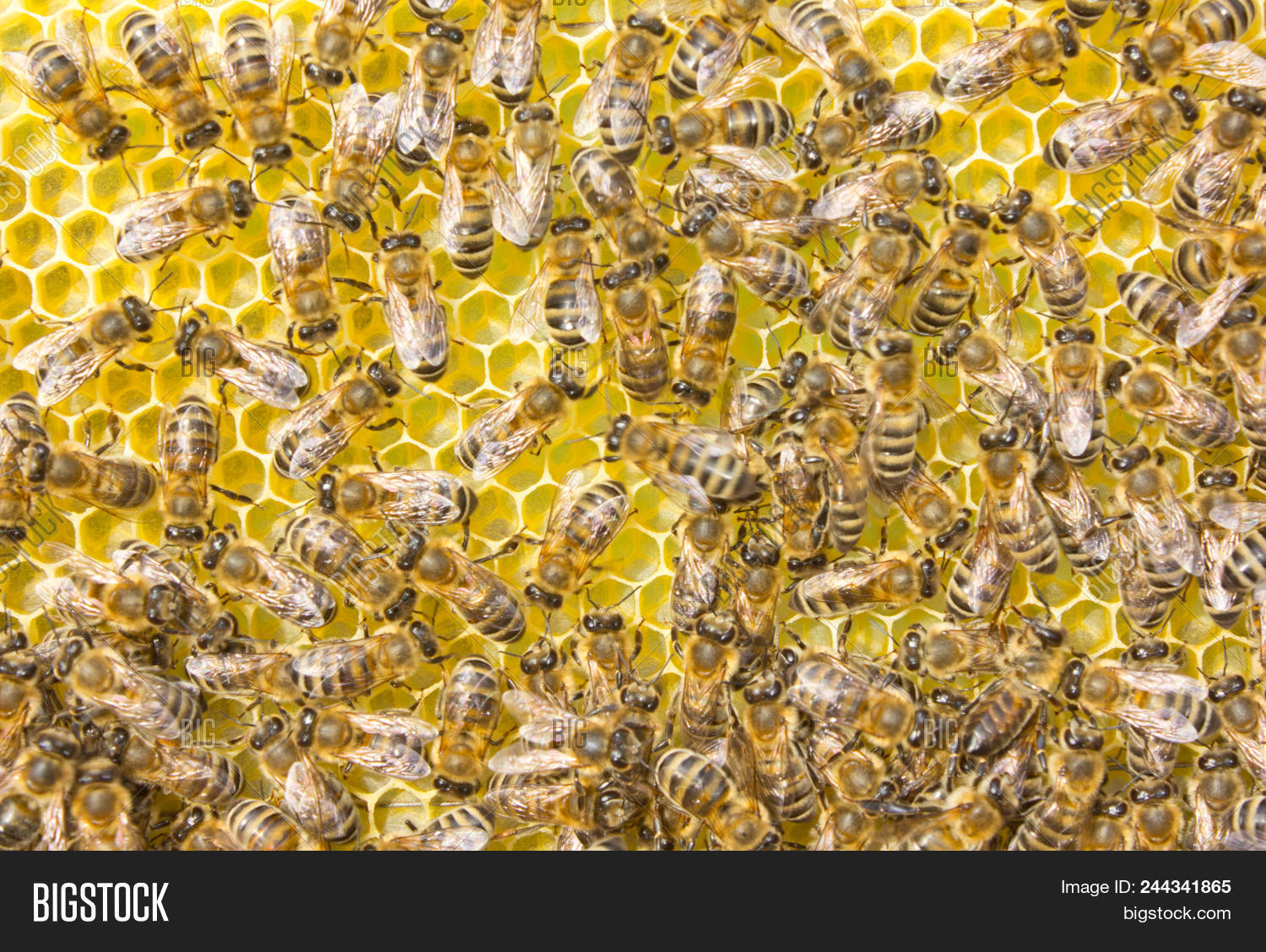 Honeycomb Size Image & Photo (Free Trial) | Bigstock