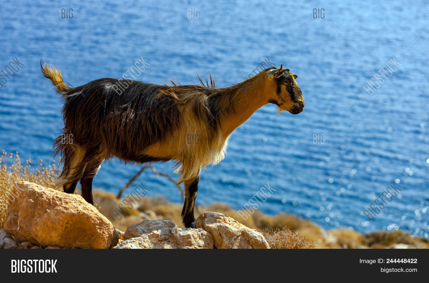Cretan Goat Mountains Image & Photo (Free Trial) | Bigstock