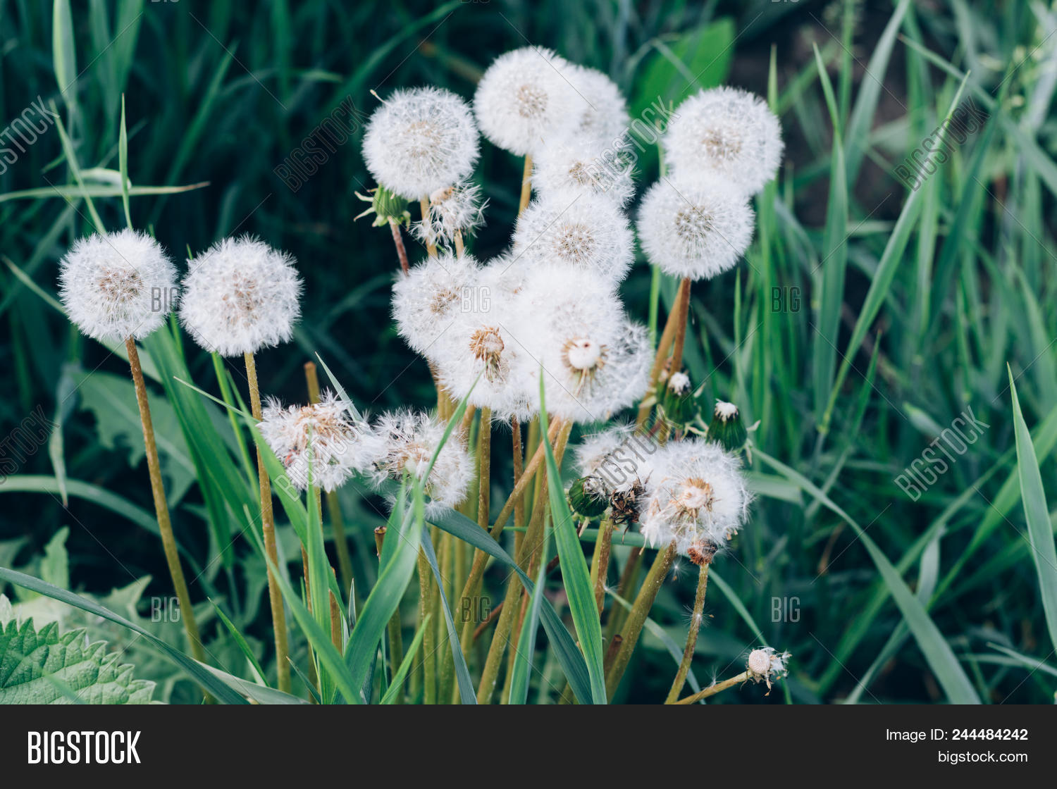 Ladybird Inside Image & Photo (Free Trial) | Bigstock