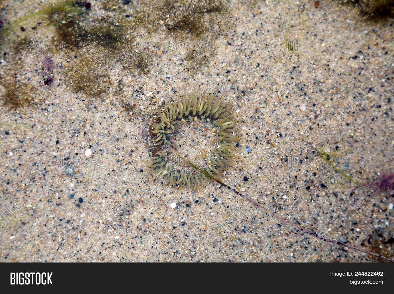 Sea Anemone. Wild Sea Image & Photo (Free Trial) | Bigstock