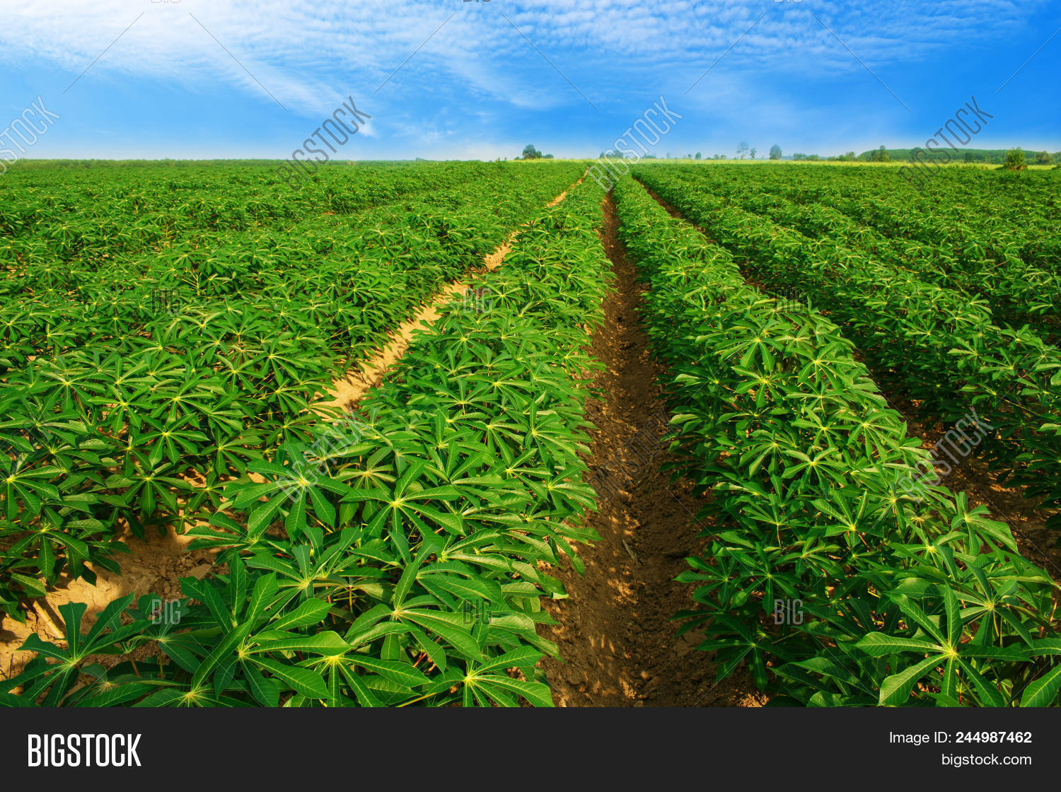 Beautiful Cassava Image & Photo (Free Trial) | Bigstock
