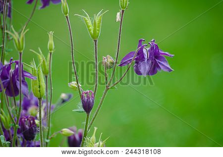 Good High Columbine Image & Photo (Free Trial) | Bigstock
