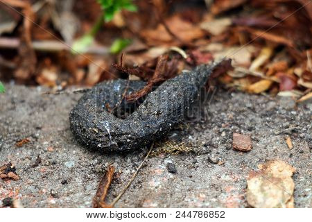 Fox Faeces Poo Urban Image & Photo (Free Trial) | Bigstock