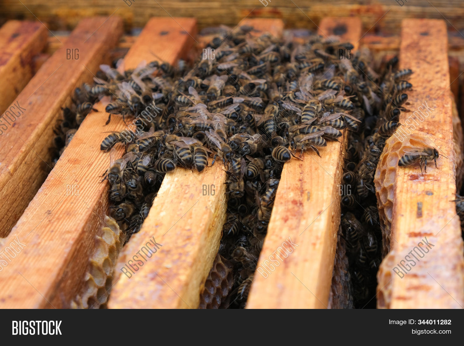 How Bees Winter Hive. Image & Photo (Free Trial) | Bigstock