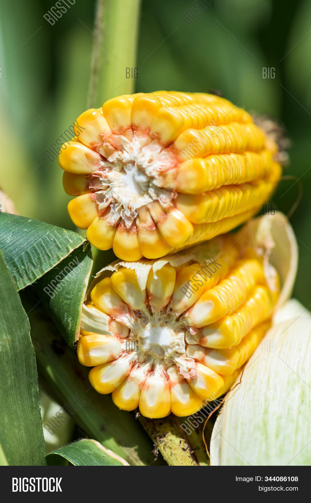 Ripe Corn Cob Cross Image & Photo (Free Trial) | Bigstock