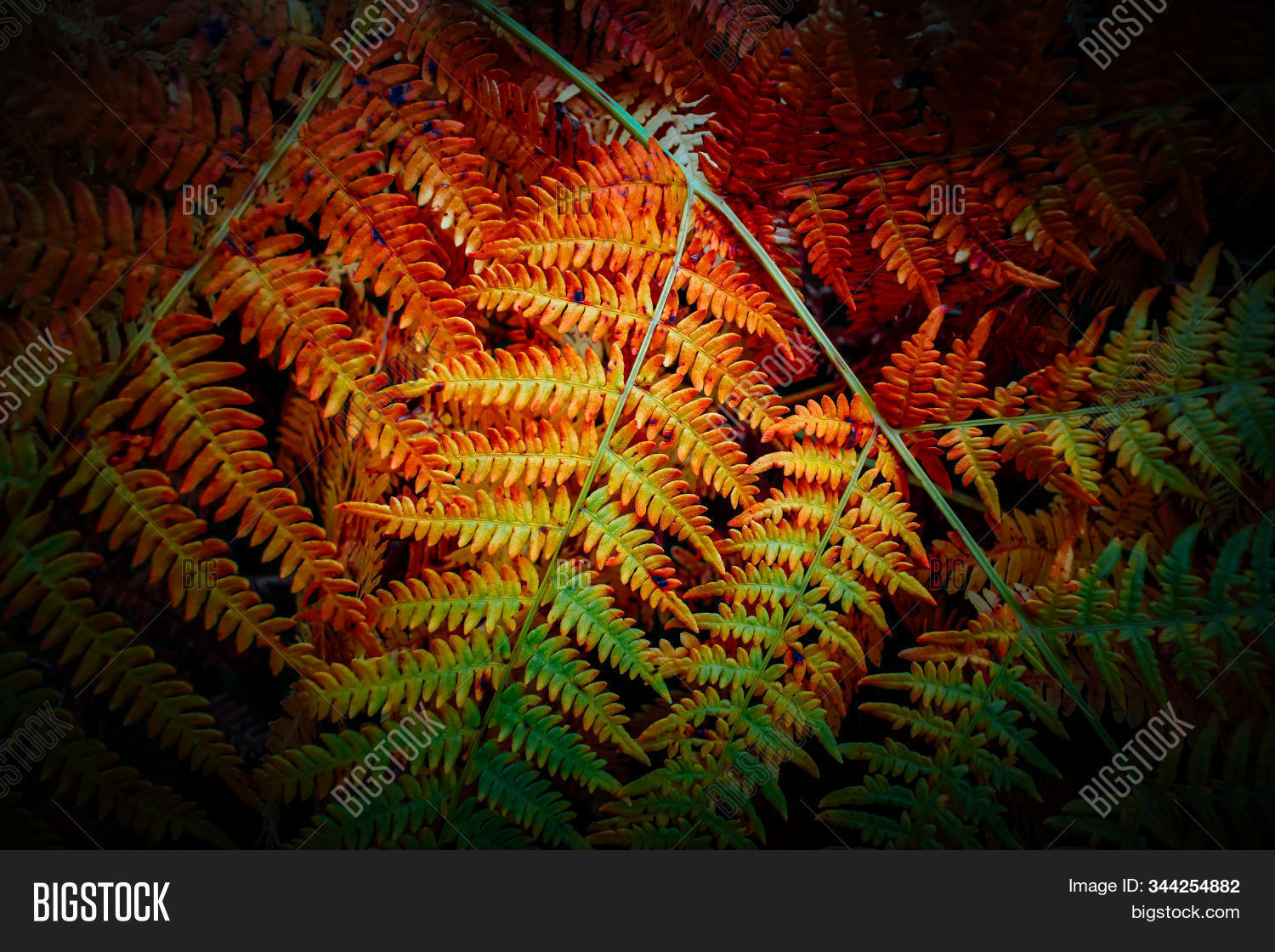 Beautiful Colorful Red Image & Photo (Free Trial) | Bigstock