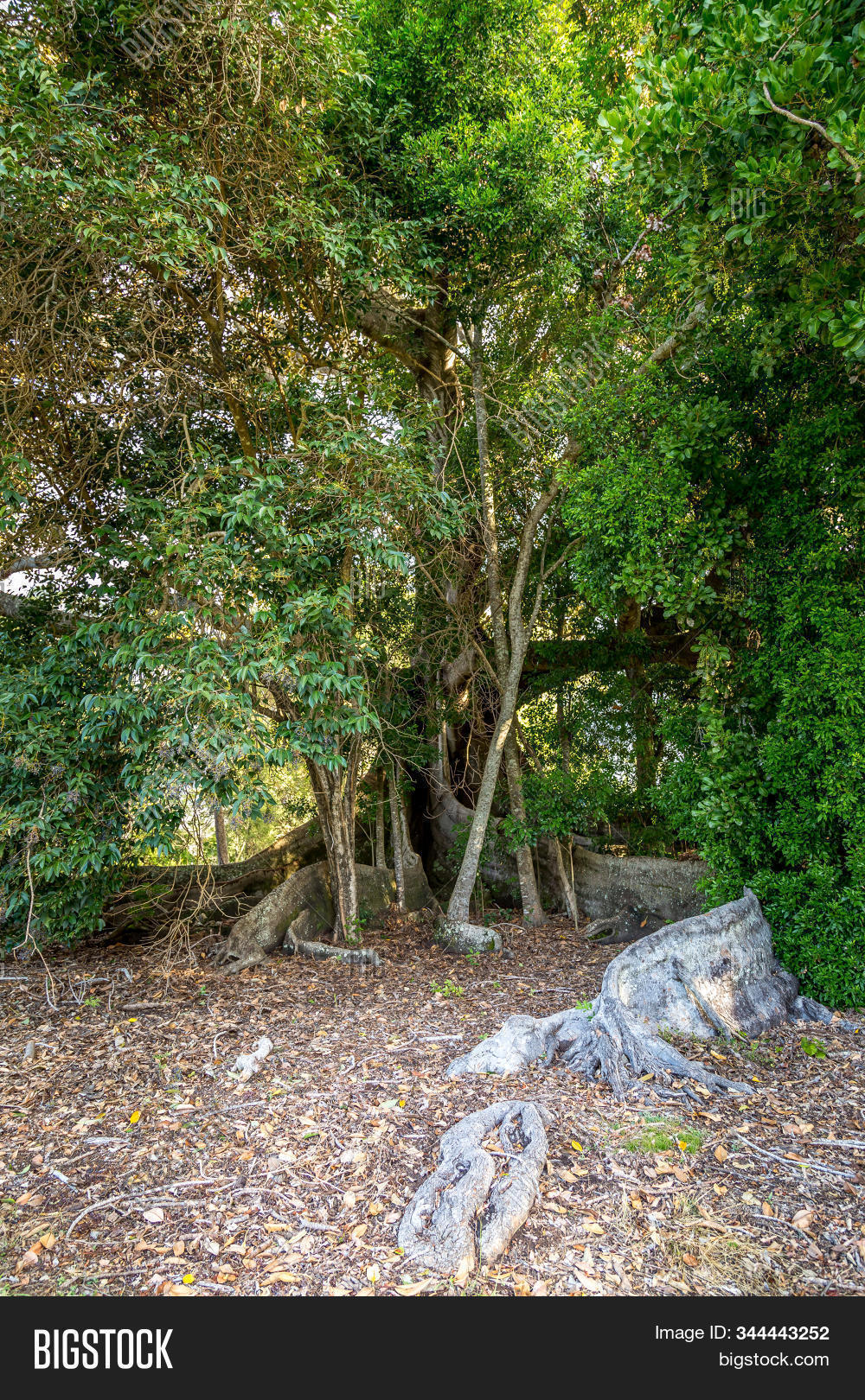 Giant Root System Tree Image & Photo (Free Trial) | Bigstock
