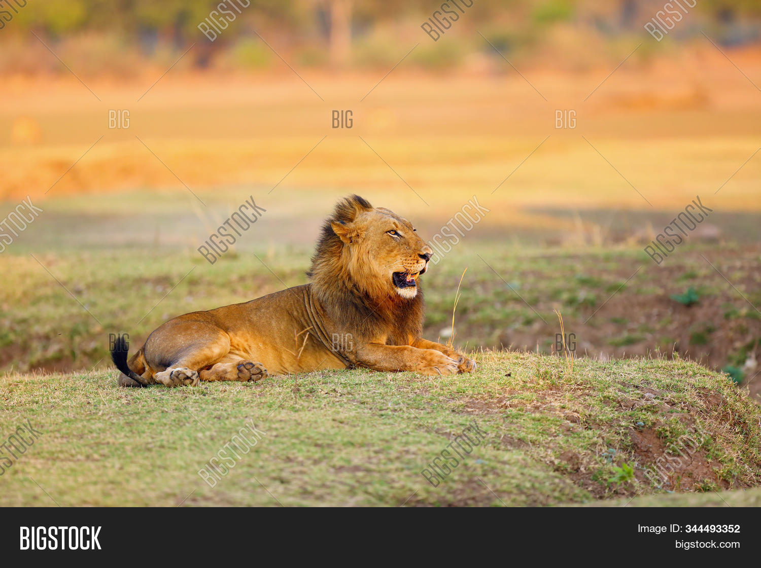 Southern Lion ( Image & Photo (Free Trial) | Bigstock