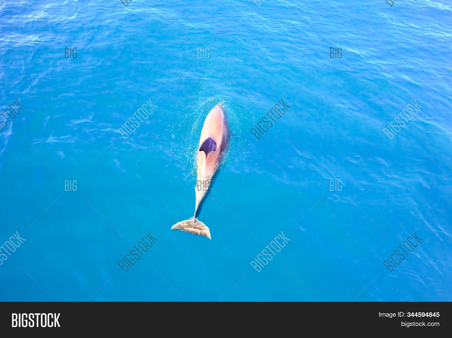 Top View Bottlenose Image & Photo (Free Trial) | Bigstock