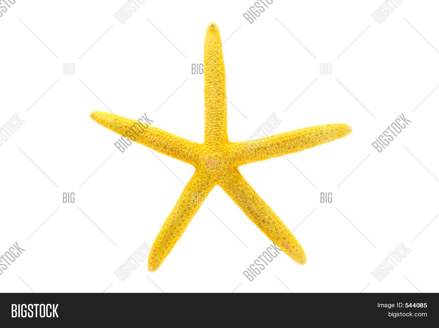 Yellow Starfish Image & Photo (Free Trial) | Bigstock