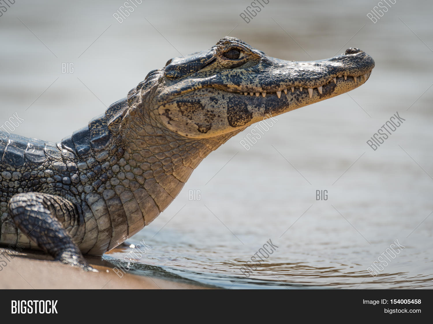 Close- Yacare Caiman Image & Photo (Free Trial) | Bigstock