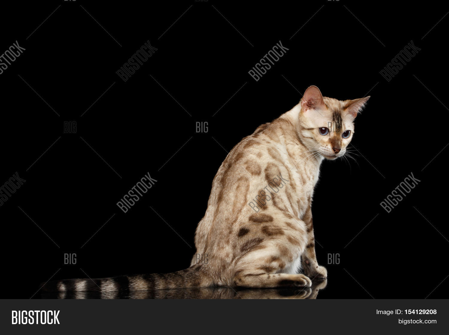 Rare White Bengal Cat Image & Photo (Free Trial) | Bigstock