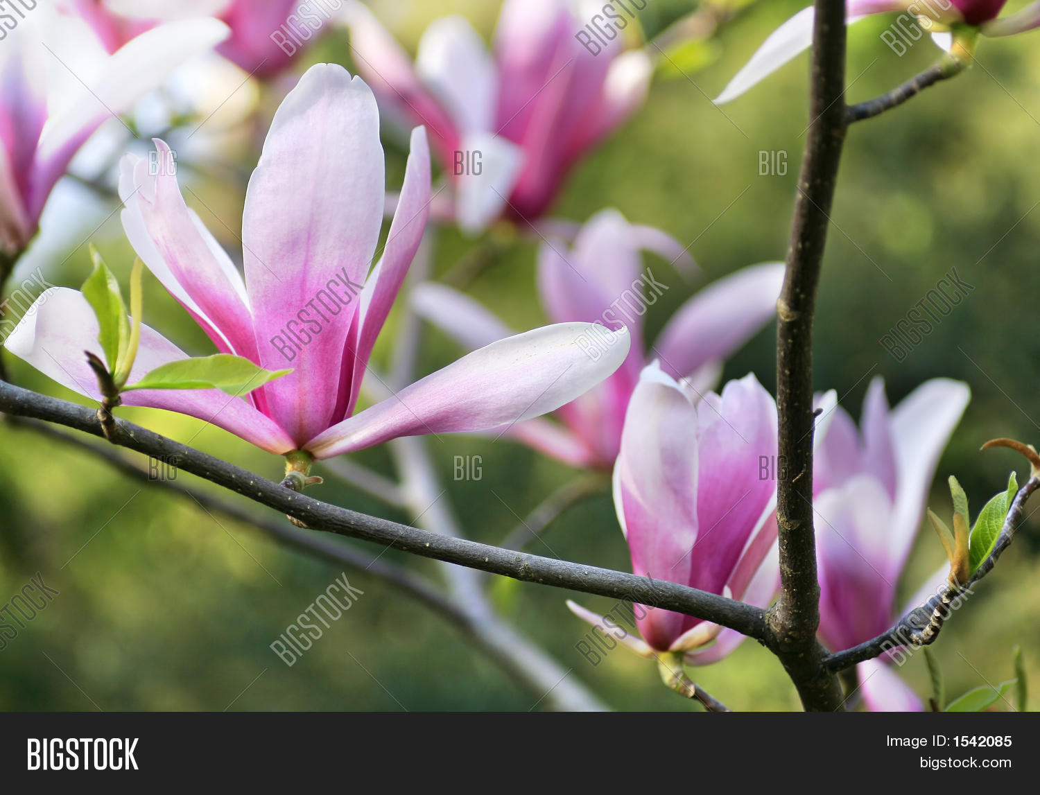 Magnolia Image & Photo (Free Trial) | Bigstock