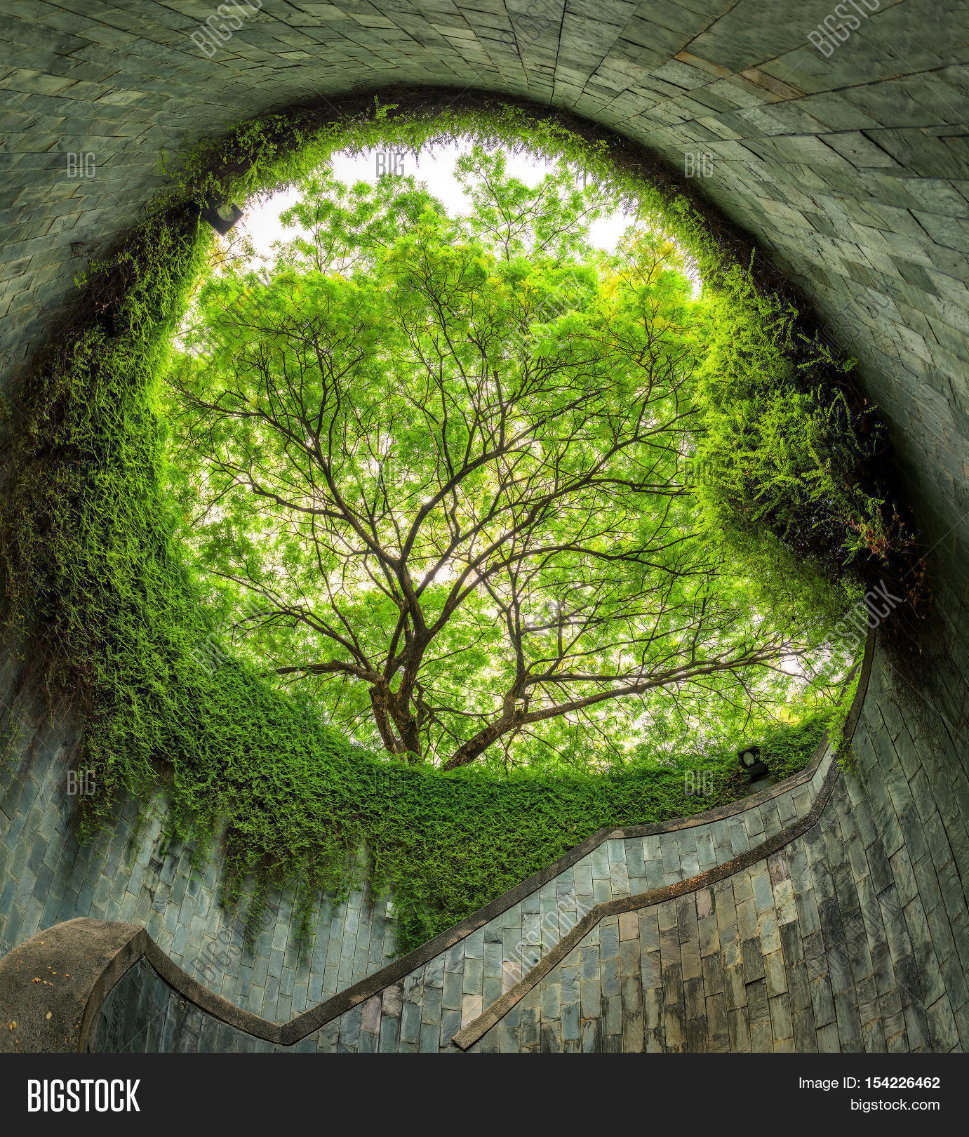 Tree Over Tunnel Image & Photo (Free Trial) | Bigstock
