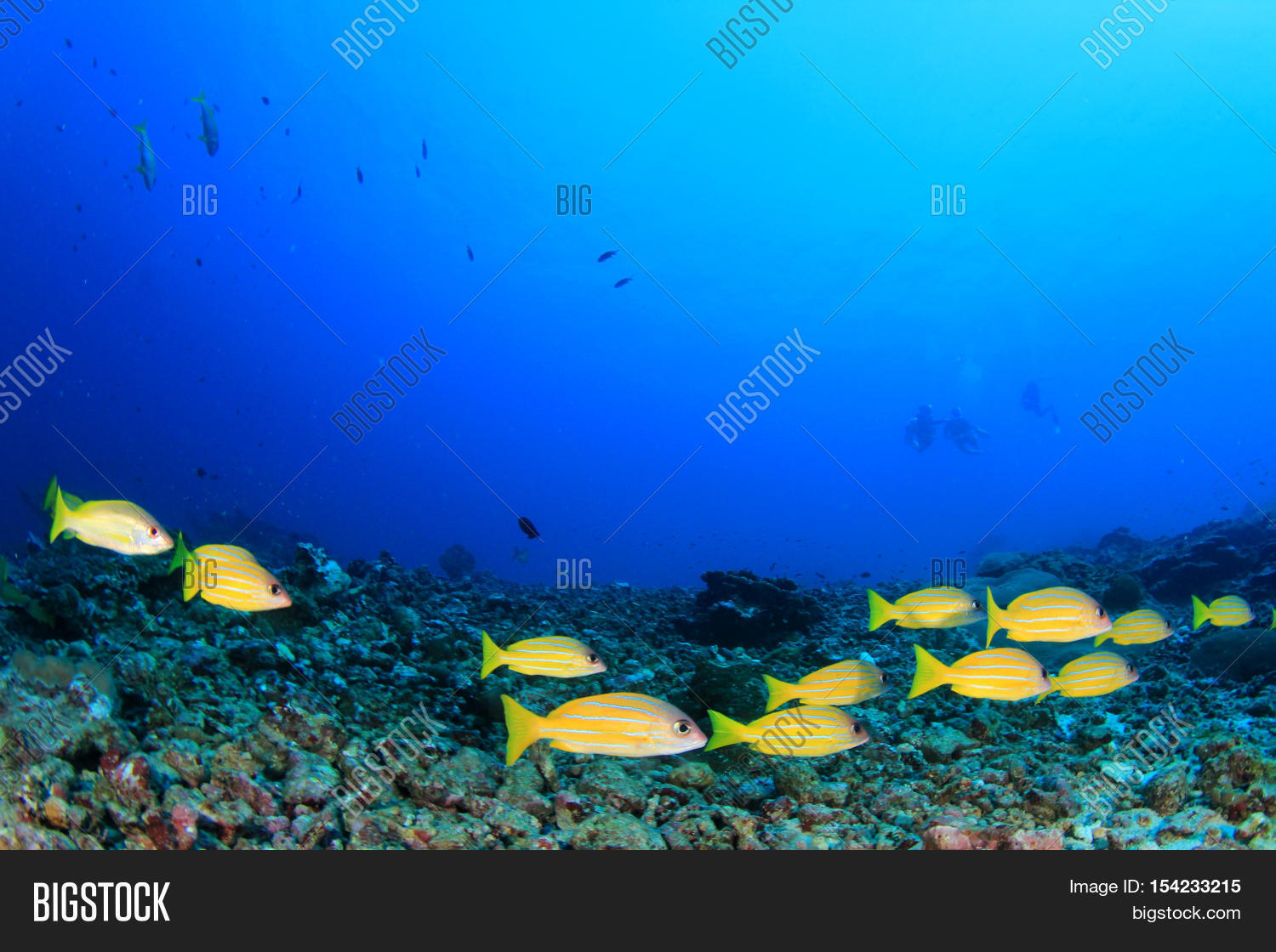 Yellow Fish Blue Water Image & Photo (Free Trial) | Bigstock