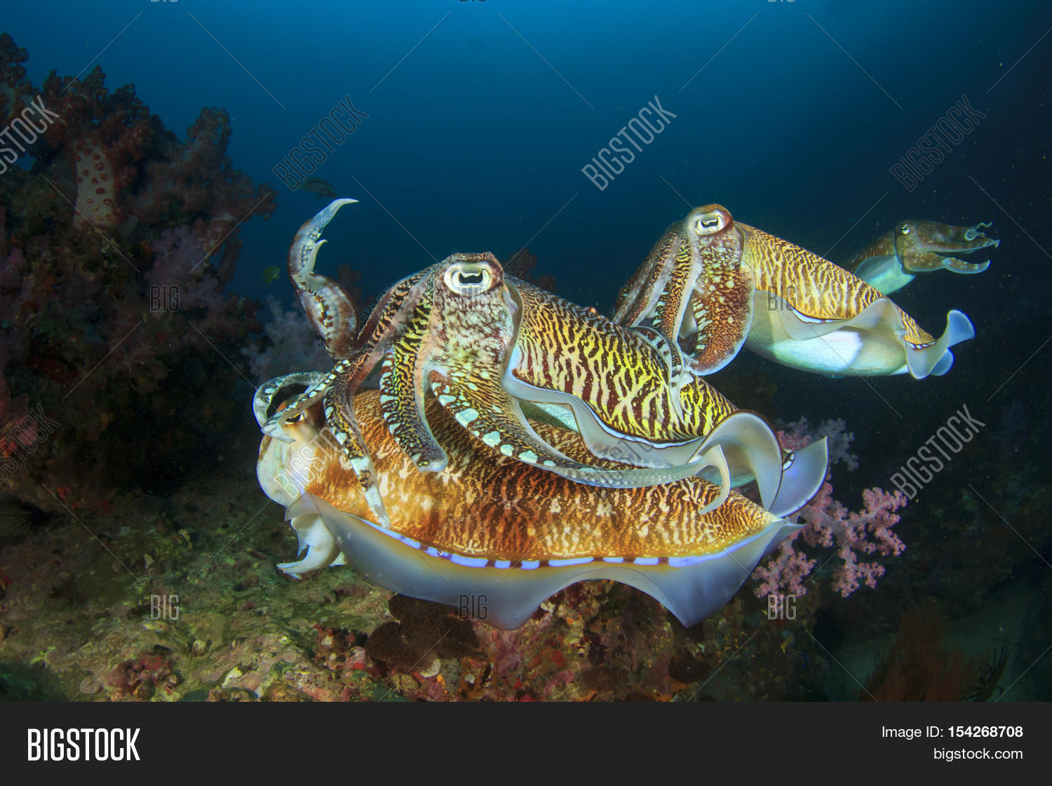 Mating Cuttlefish Sex Image & Photo (Free Trial) | Bigstock