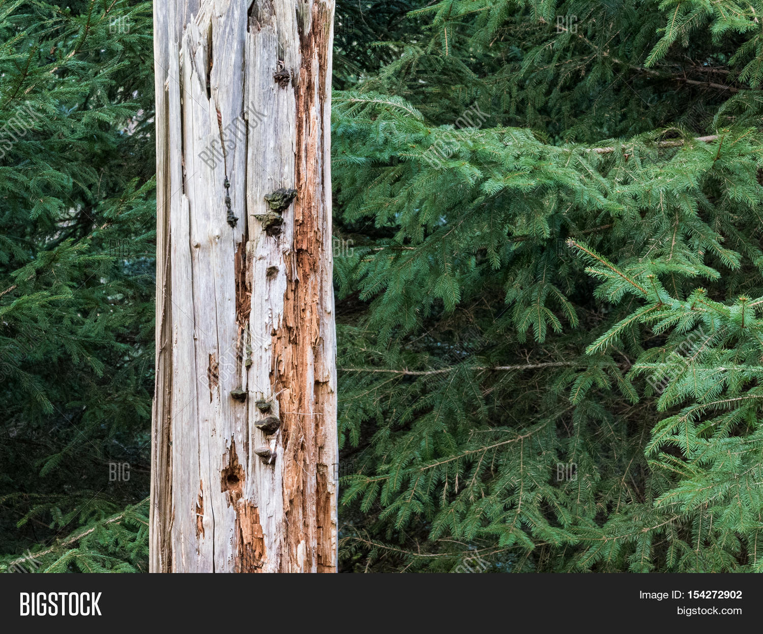 Stripped Tree Image & Photo (Free Trial) | Bigstock