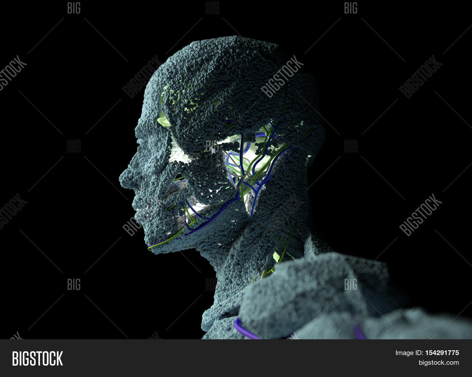 Human Anatomy Model Image & Photo (Free Trial) | Bigstock