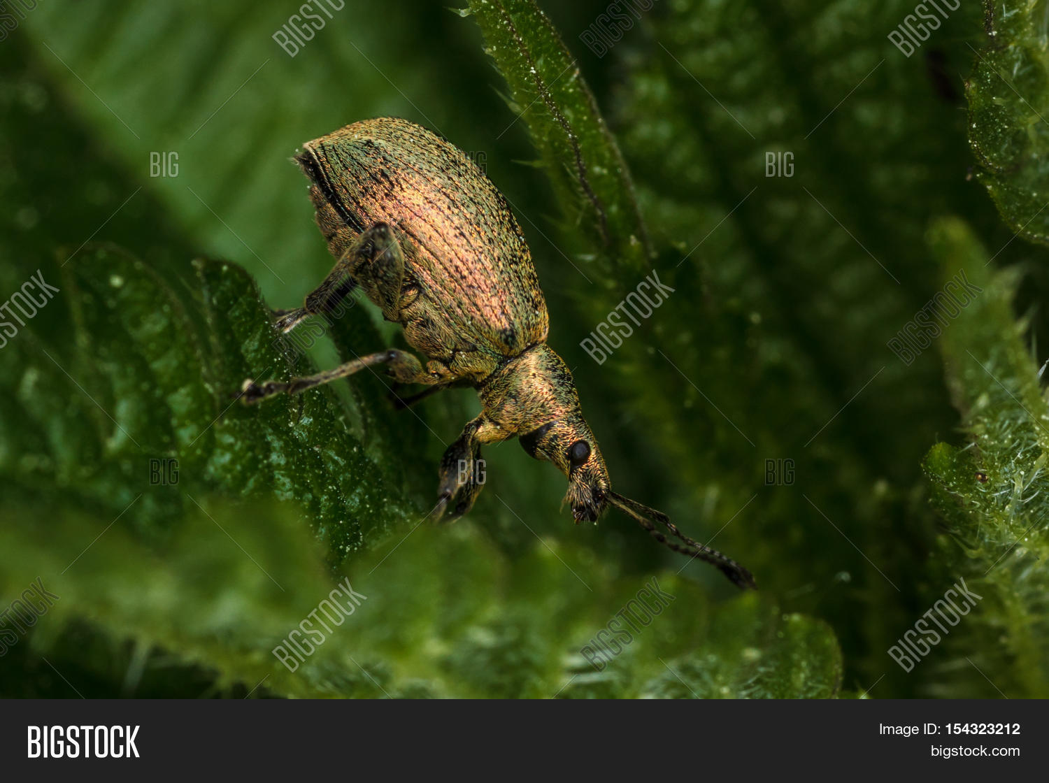 Insect Beetle Elephant Image & Photo (Free Trial) | Bigstock