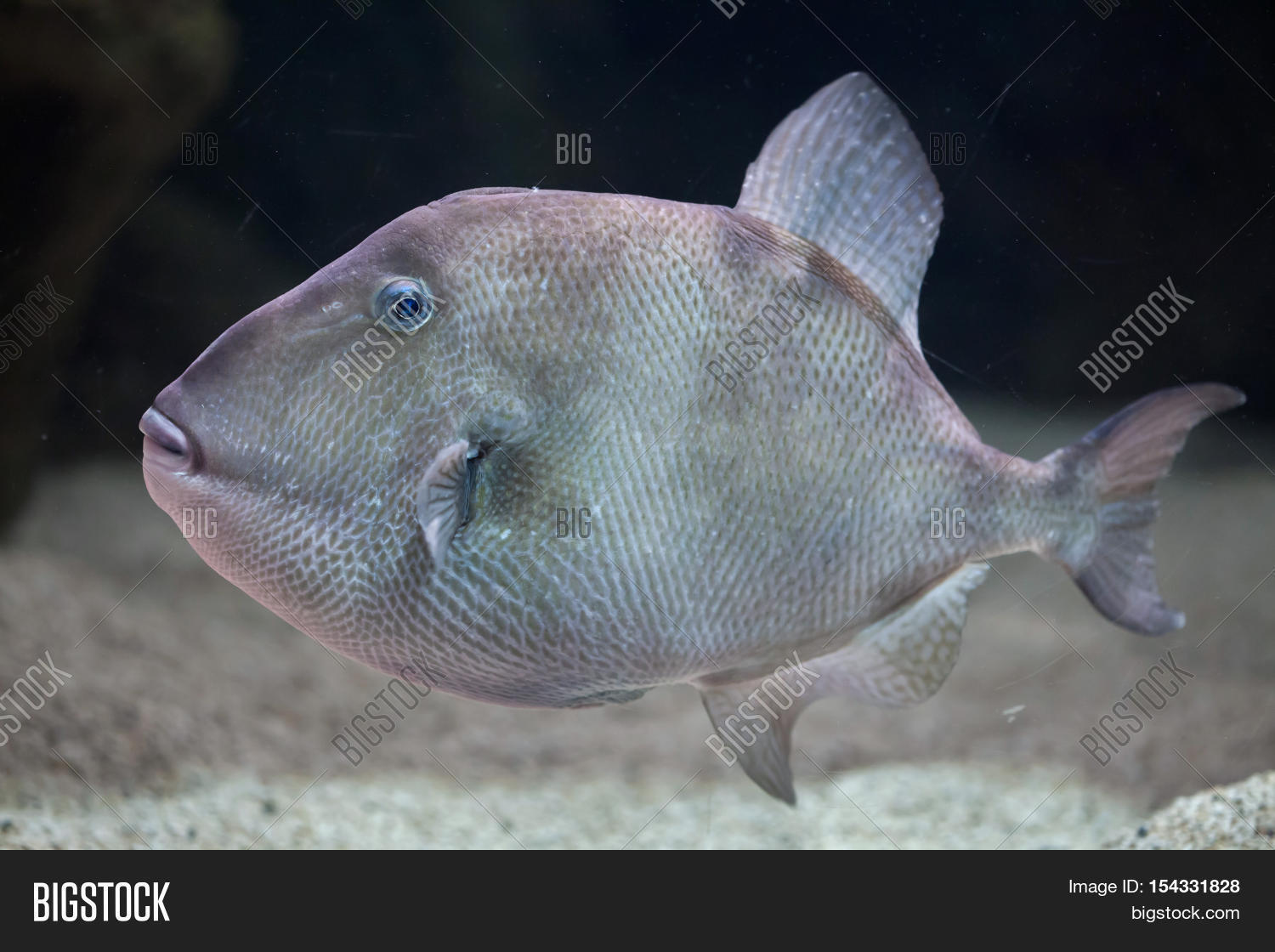 Grey Triggerfish ( Image & Photo (Free Trial) | Bigstock