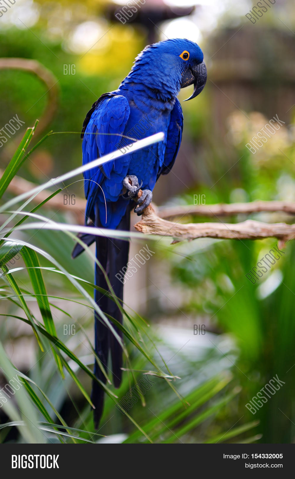 Blue Macaw Parrot On Image & Photo (Free Trial) | Bigstock