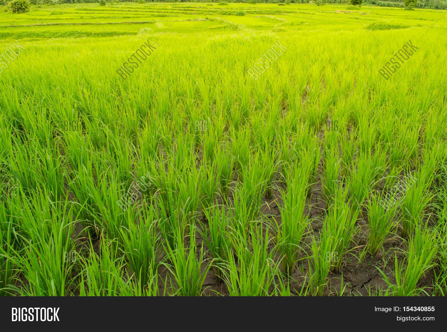 Oryza Sativa Plant Image & Photo (Free Trial) | Bigstock