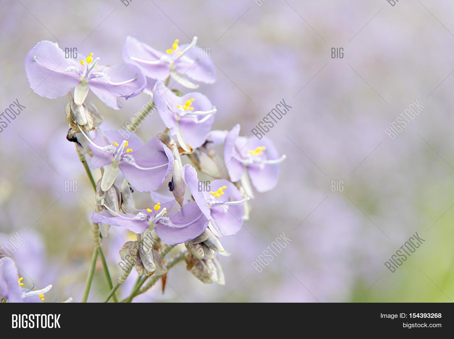 Sweet Purple Flower Image & Photo (Free Trial) | Bigstock