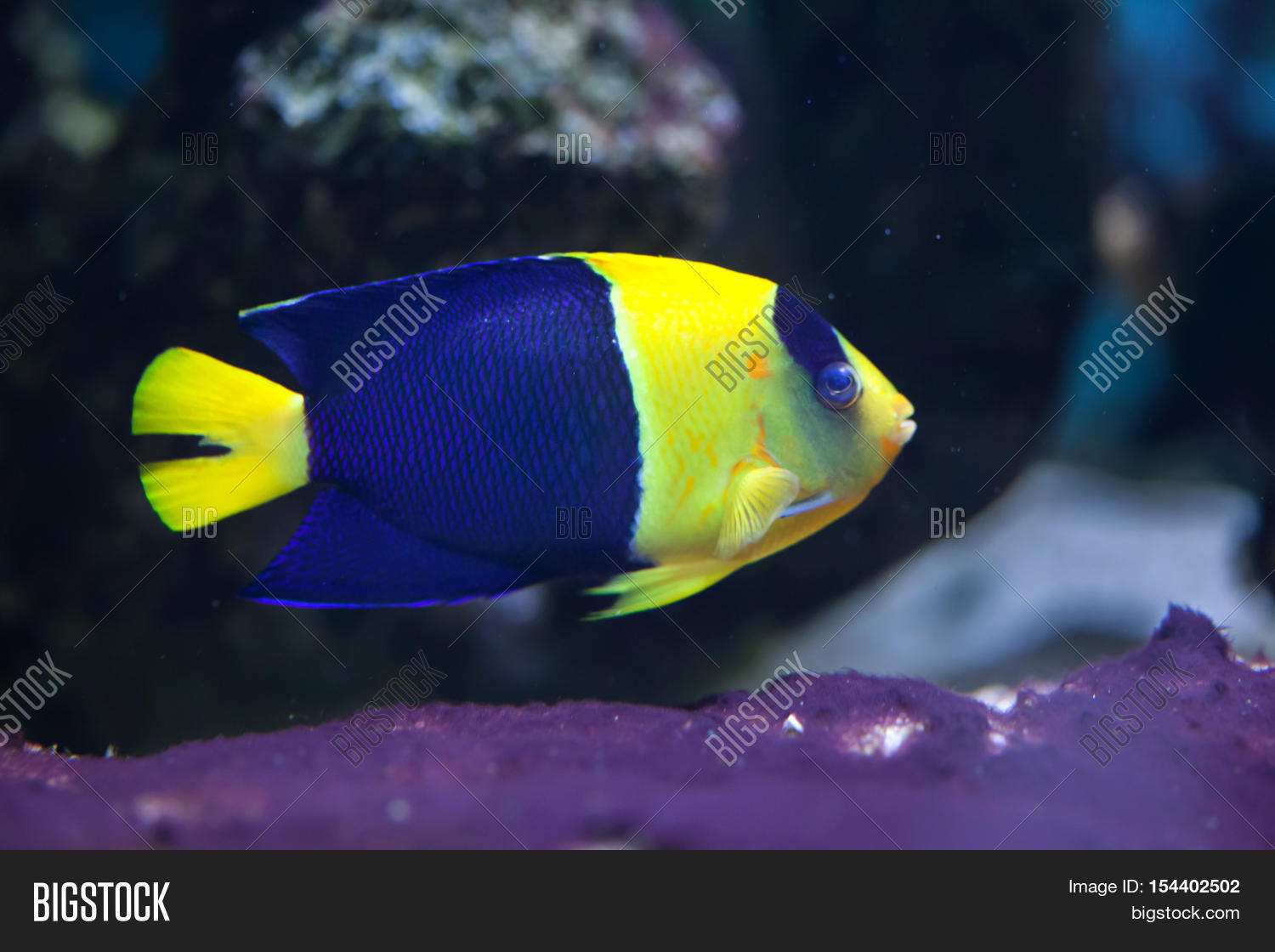 Bicolor Angelfish ( Image & Photo (Free Trial) | Bigstock