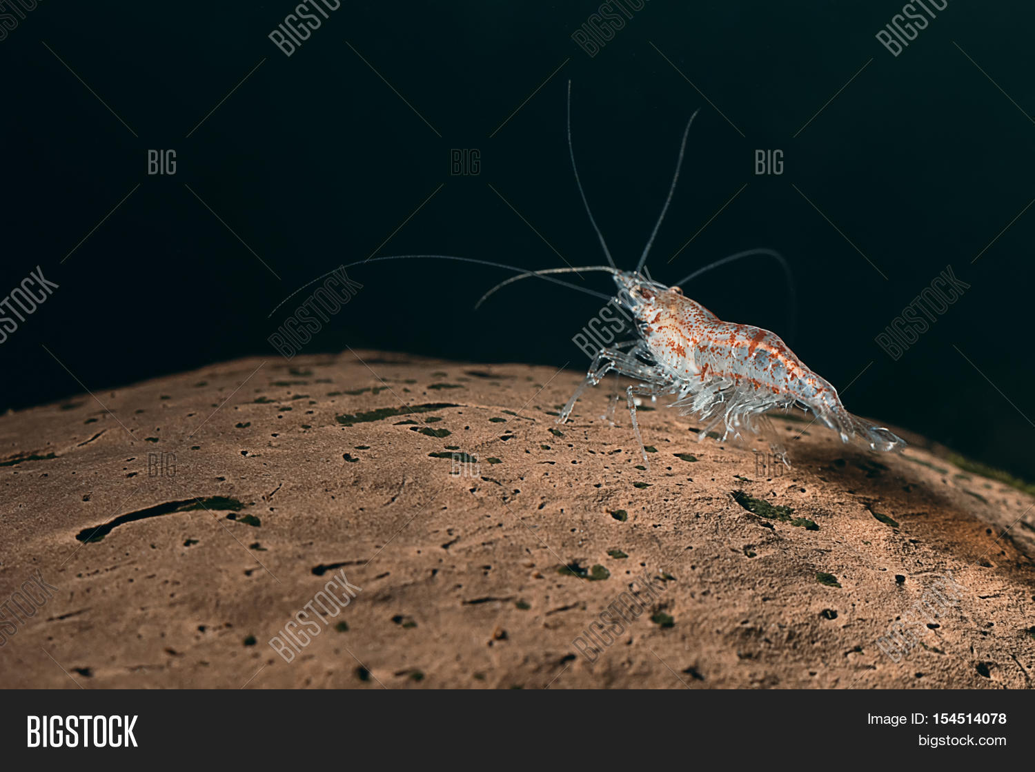 Krill. Red Shrimp Image & Photo (Free Trial) | Bigstock