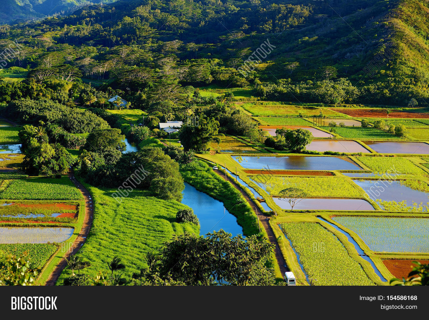 Taro Fields Beautiful Image & Photo (Free Trial) | Bigstock