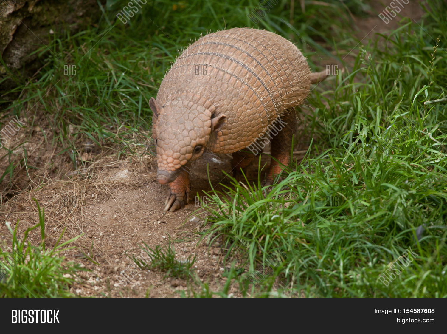 Six Banded Armadillo