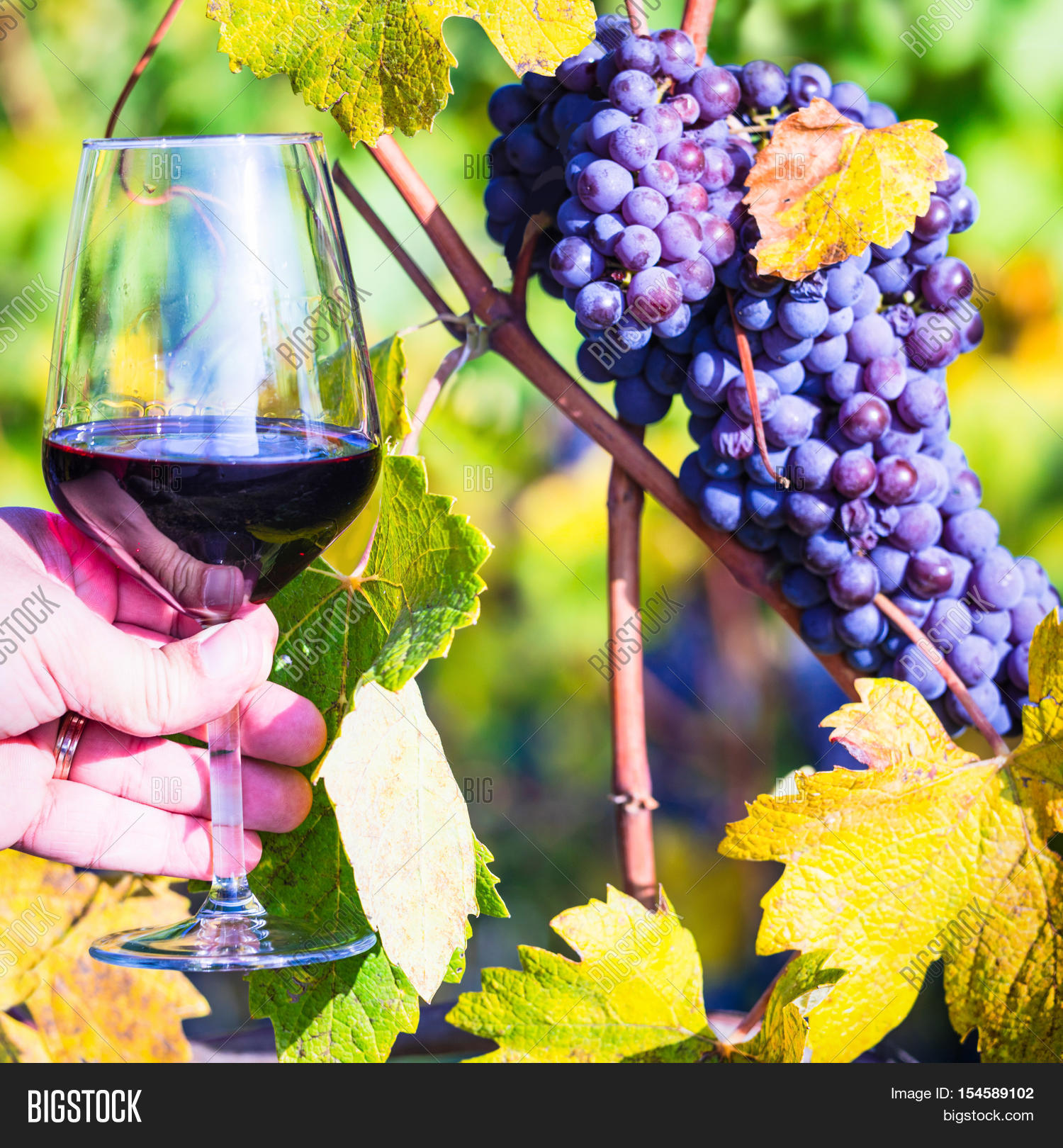 Glass Red Vine Image And Photo Free Trial Bigstock