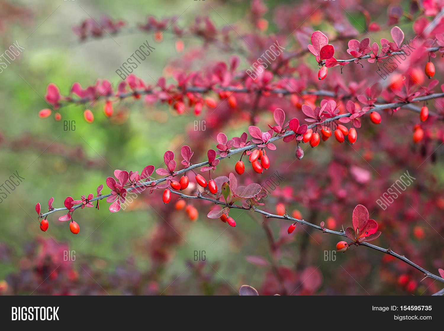 Barberry (Berberis Image & Photo (Free Trial) | Bigstock