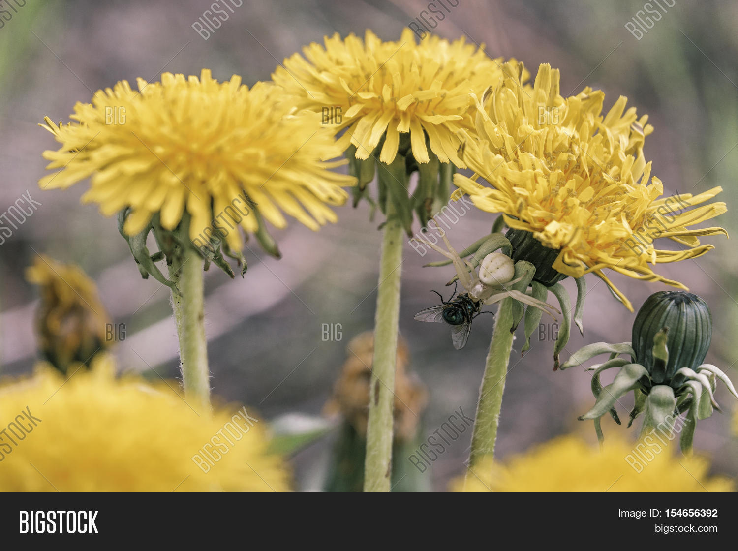 Predatory Flower Image & Photo (Free Trial) | Bigstock