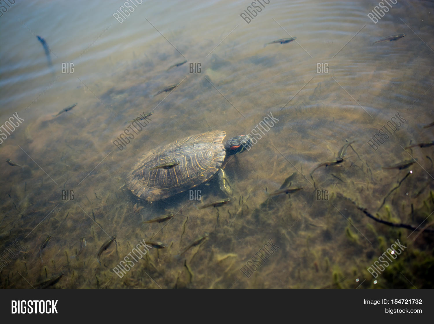 Lonely Turtle Swimming Image & Photo (Free Trial) | Bigstock