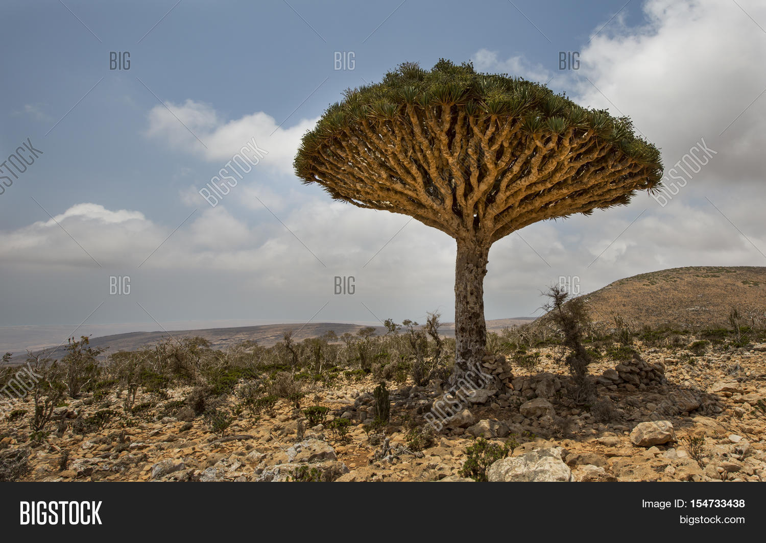 Dragon Blood Tree, Image & Photo (Free Trial) | Bigstock