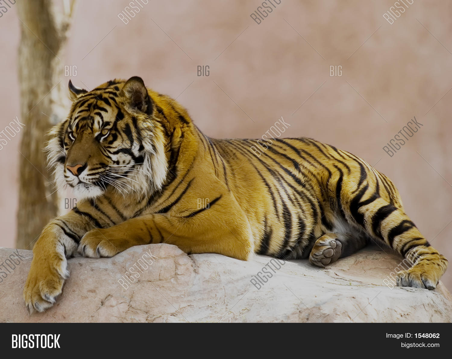 Tiger Laying On Rock Image & Photo (Free Trial) | Bigstock