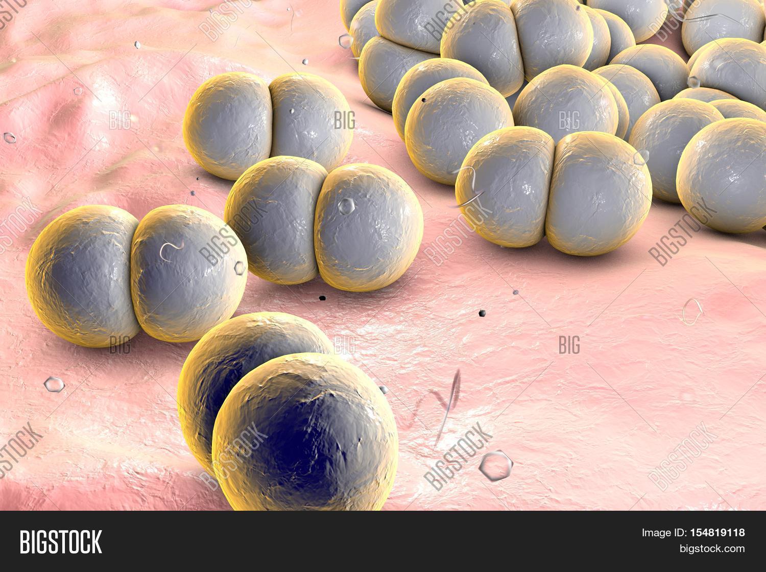 Bacteria Neisseria Image & Photo (Free Trial) | Bigstock