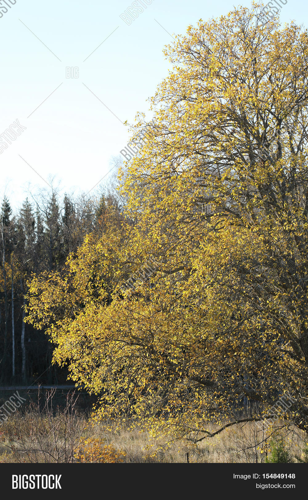 Yellow Sallow Tree Image & Photo (Free Trial) | Bigstock