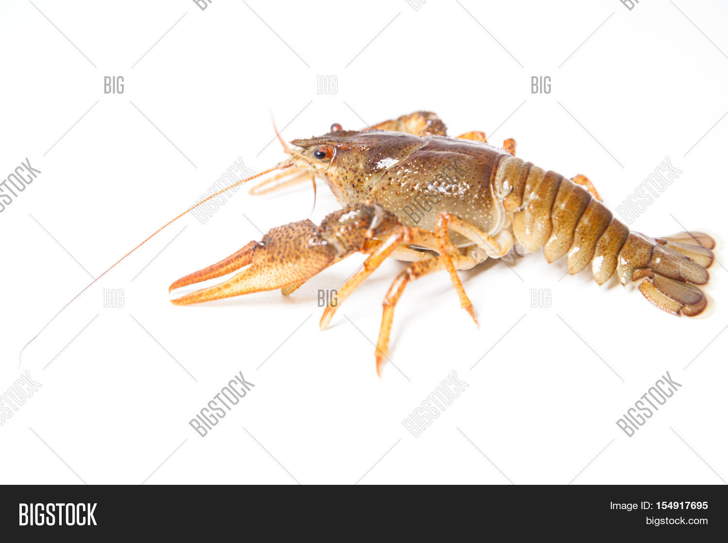 River Crayfish On Image & Photo (Free Trial) | Bigstock