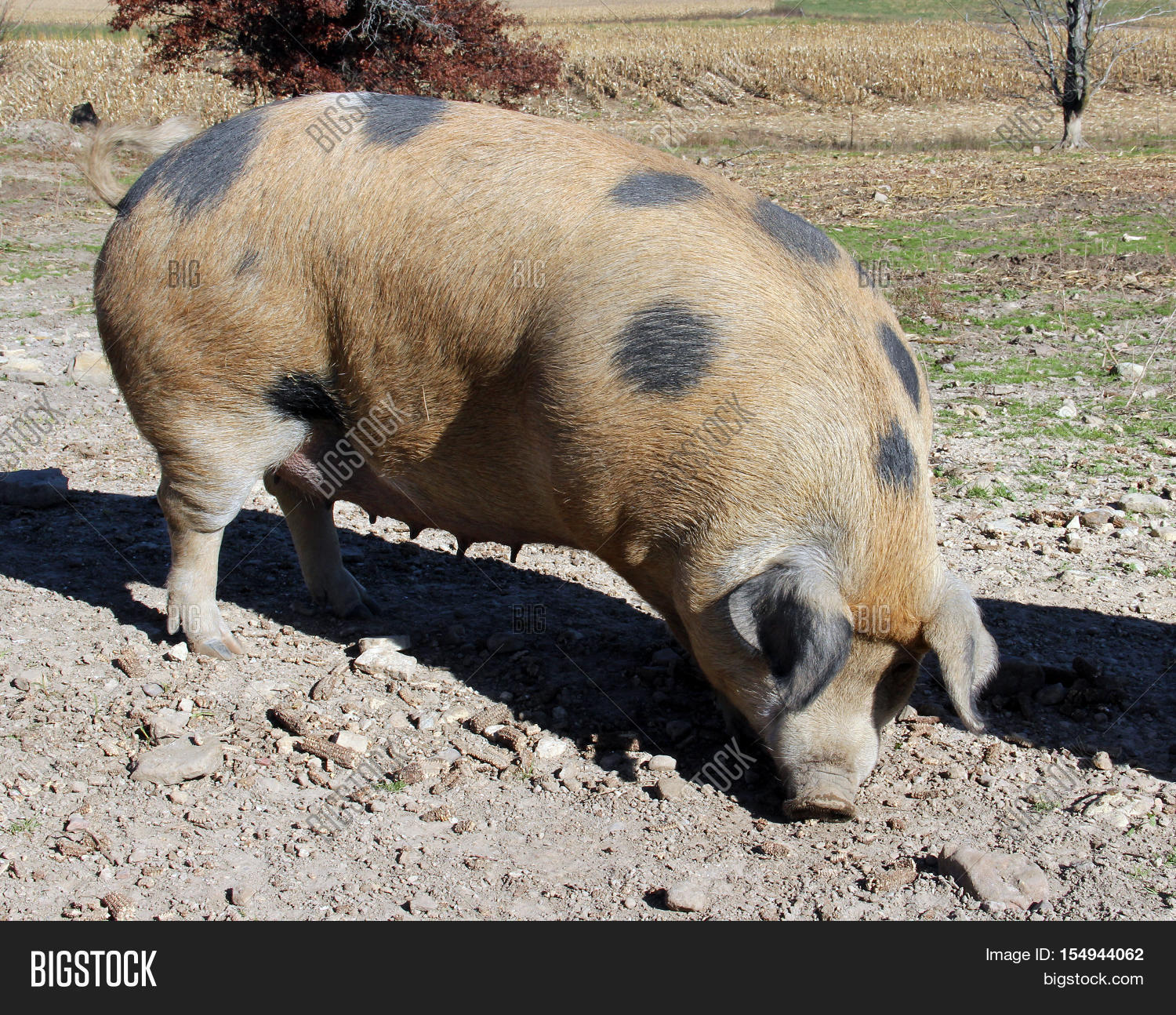Mature Farm Hog Pig Image & Photo (Free Trial) | Bigstock